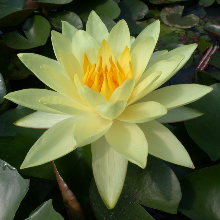 Nufar iaz Nymphaea Colonel AJ Welch