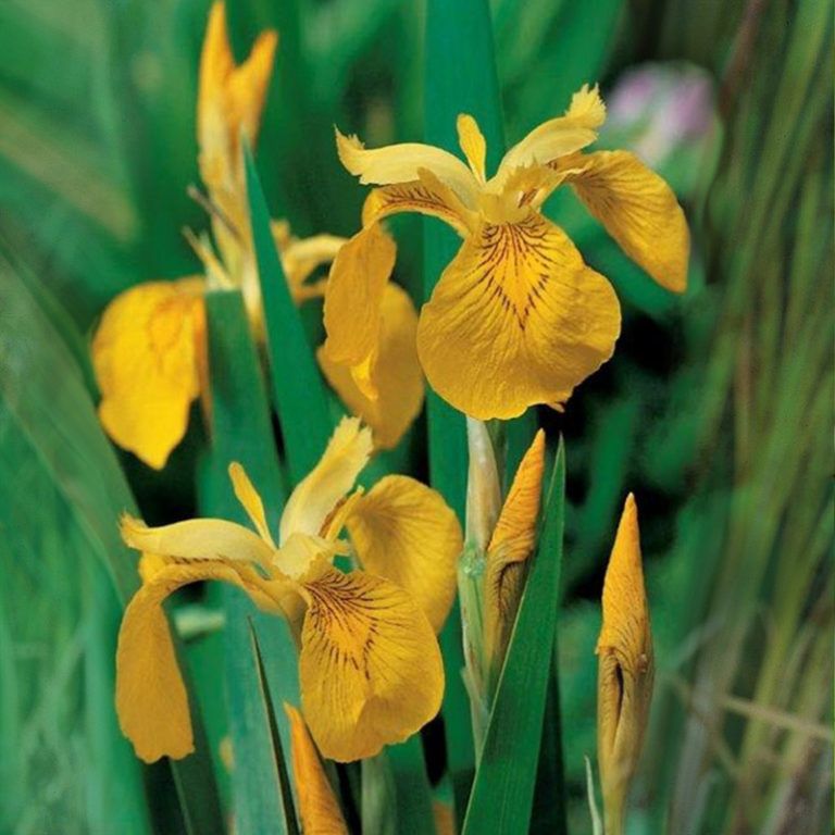 Plante de iaz Iris pesudacorus galben